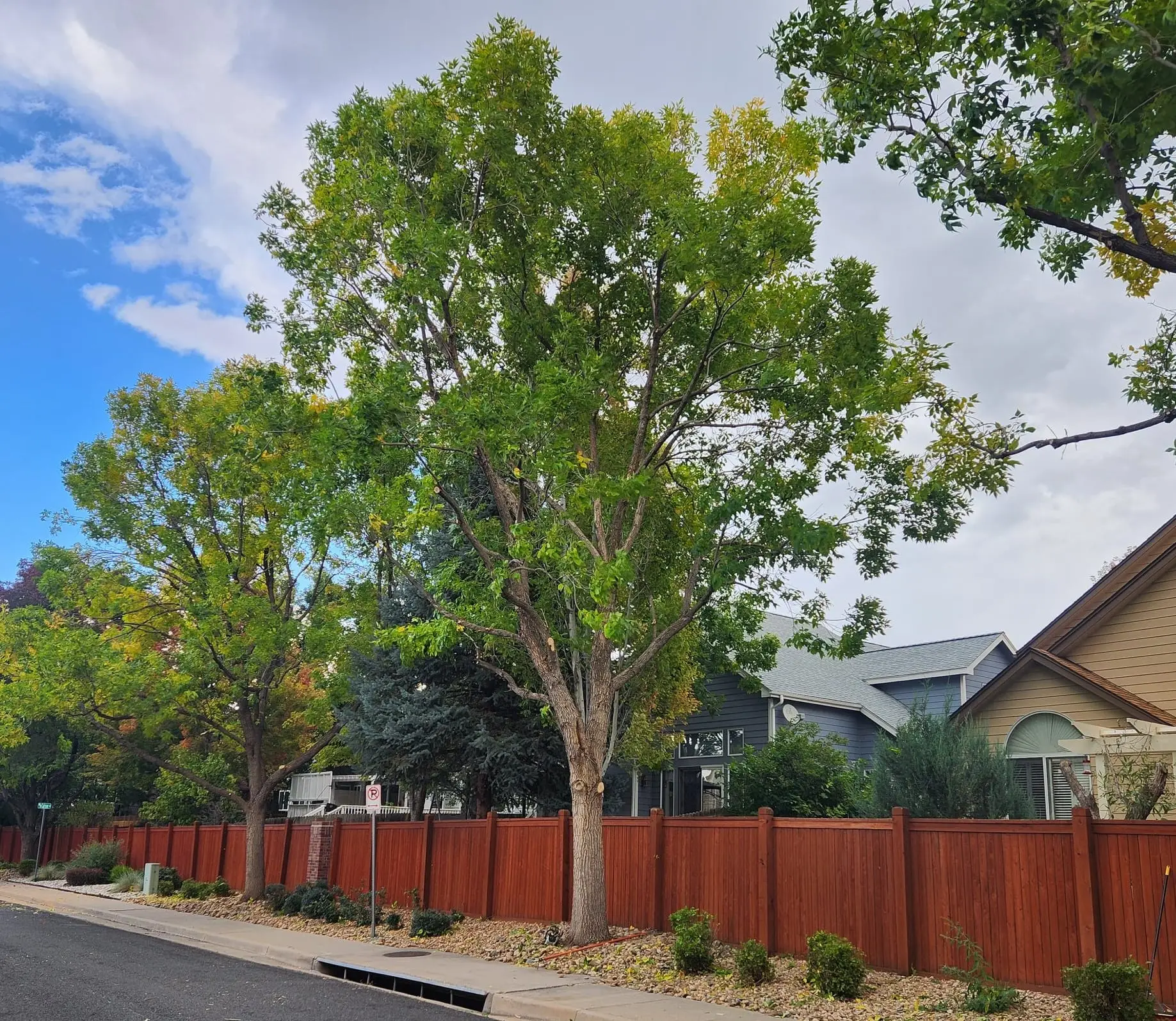 Tree Pruning - Branching Out Tree Service